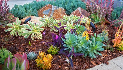 Softscape | M & Willies Landscaping Services LLC